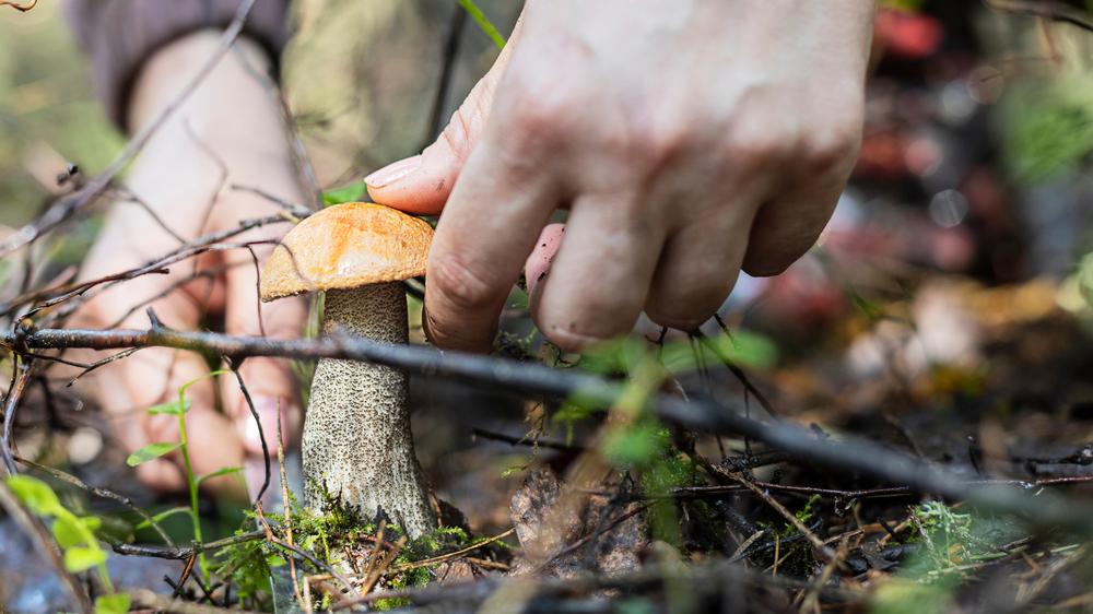 Zeit zum Sammeln: Alles Wissenswerte rund um die Pilzsaison